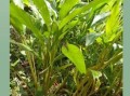 草果价格多少钱一斤_草果最新行情