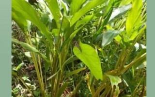 草果价格多少钱一斤_草果最新行情 草果价格多少钱一斤_草果最新行情