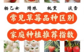 最好吃的草莓品种有哪些_如何挑选最甜的草莓