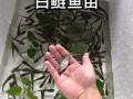 鲢鱼苗怎么孵化_鲢鱼孵化水温多少合适
