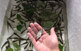 鲢鱼苗怎么孵化_鲢鱼孵化水温多少合适