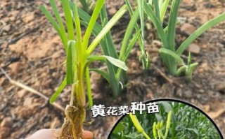 黄花菜种苗基地在哪里_如何挑选优质种苗