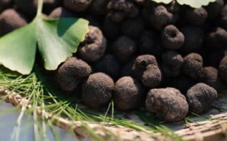 黑松露长在什么地方_黑松露生长环境条件