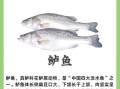 海鲈鱼的营养价值_海鲈鱼的功效与作用