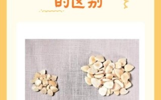 苦杏仁和甜杏仁的区别_如何通过图片快速辨认