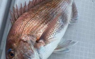 红加吉鱼多少钱一斤_红加吉鱼怎么做好吃