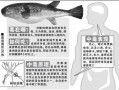 河豚毒素作用机制_中毒后如何自救