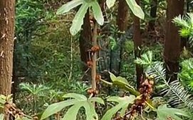 五指毛桃长什么样_高清大图怎么找