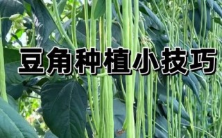豆角种植技术与管理方法_如何提高豆角产量