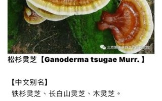 野生灵芝的功效与作用_野生灵芝适合什么人吃