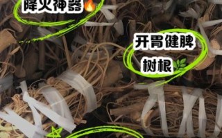 牛奶树根的功效与作用_牛奶树根怎么泡水喝