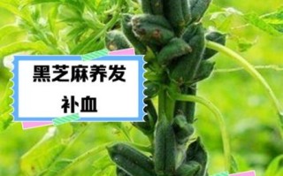 芝麻的营养价值与功效_吃芝麻能补钙吗