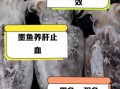 墨鱼的营养价值高吗_墨鱼有哪些营养成分