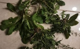 地米菜是荠菜吗_地米菜和荠菜的区别