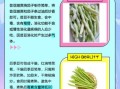 芸豆长什么样子_芸豆和四季豆的区别