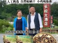 野生榛蘑多少钱一斤_野生榛蘑怎么做好吃