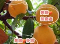 黄桃和水蜜桃哪个营养高_孕妇能吃桃子吗