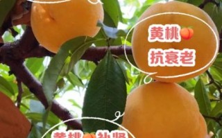 黄桃和水蜜桃哪个营养高_孕妇能吃桃子吗