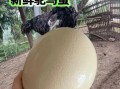 鸵鸟蛋怎么吃_鸵鸟蛋营养价值