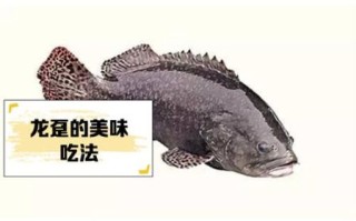 龙趸鱼的营养价值及功效_龙趸鱼适合什么人吃