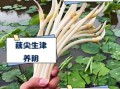 藕尖怎么做好吃_藕尖的功效与作用