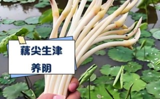 藕尖怎么做好吃_藕尖的功效与作用