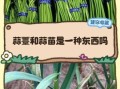 蒜苔和蒜苗是同一种吗_区别与营养价值