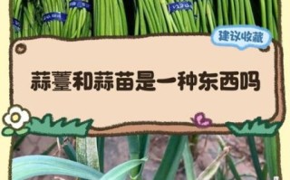 蒜苔和蒜苗是同一种吗_区别与营养价值