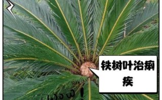 铁树叶的功效与作用_铁树叶的禁忌有哪些