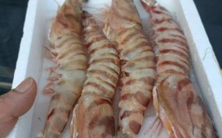 明虾价格多少钱一斤_明虾最新行情