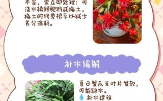 蟹爪兰掉叶子怎么办_蟹爪兰养殖注意事项