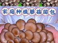 蘑菇种植技术视频_怎么在家种蘑菇