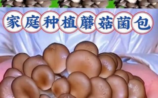 蘑菇种植技术视频_怎么在家种蘑菇