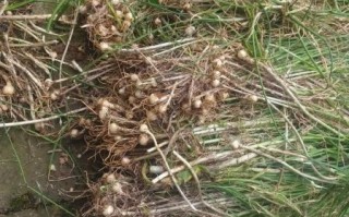 农民治癌症的偏方真的有效吗_民间草药抗癌真相