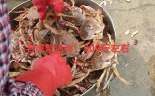 台湾老虎蟹哪里买_台湾老虎蟹怎么做好吃