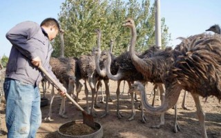 鸵鸟养殖好了往哪销售_如何找销路