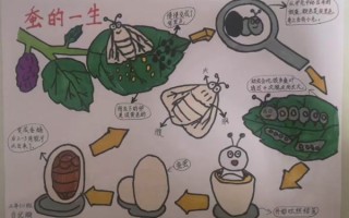 蚕茧怎么画_蚕茧绘画步骤