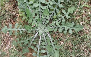 牙痛最怕的一种野草_怎么用效果最好