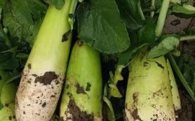 青萝卜图片大全_青萝卜怎么挑选