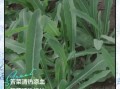 苦菜长什么样子_苦菜图片大全怎么识别