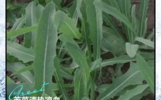 苦菜长什么样子_苦菜图片大全怎么识别