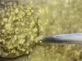 绿豆粥绿豆要泡多久_煮绿豆粥绿豆需要提前泡吗