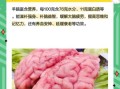 羊脑的功效与作用_羊脑的禁忌有哪些
