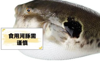 淡水河豚品种大全_哪些品种适合家养