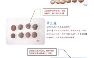 白豆蔻在卤水中作用_白豆蔻和草豆蔻区别