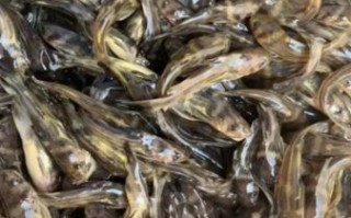 黄骨鱼养殖基地选址要求_黄骨鱼养殖基地投资多少钱