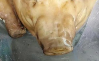 猪头肉怎么煮好吃_猪头肉去腥增香技巧