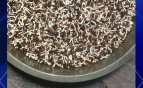 黑豆芽苗菜怎么种_黑豆芽苗菜种植视频教程