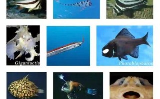 深海鱼类有哪些_深海鱼类图片及名称大全