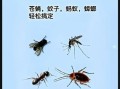 苍蝇怎么消灭_苍蝇怕什么气味